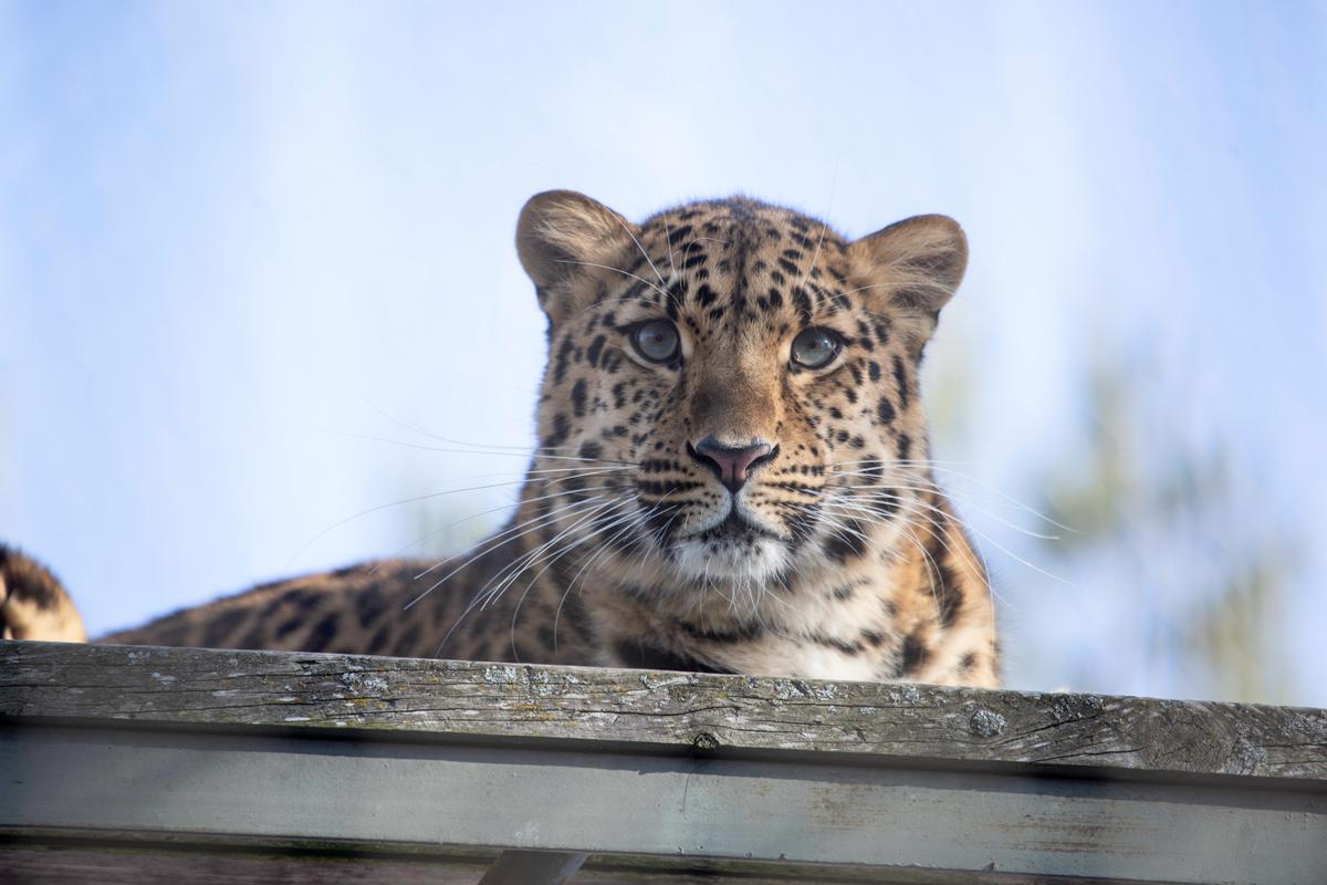 Korkeasaari Zoo | Scandic Hotels